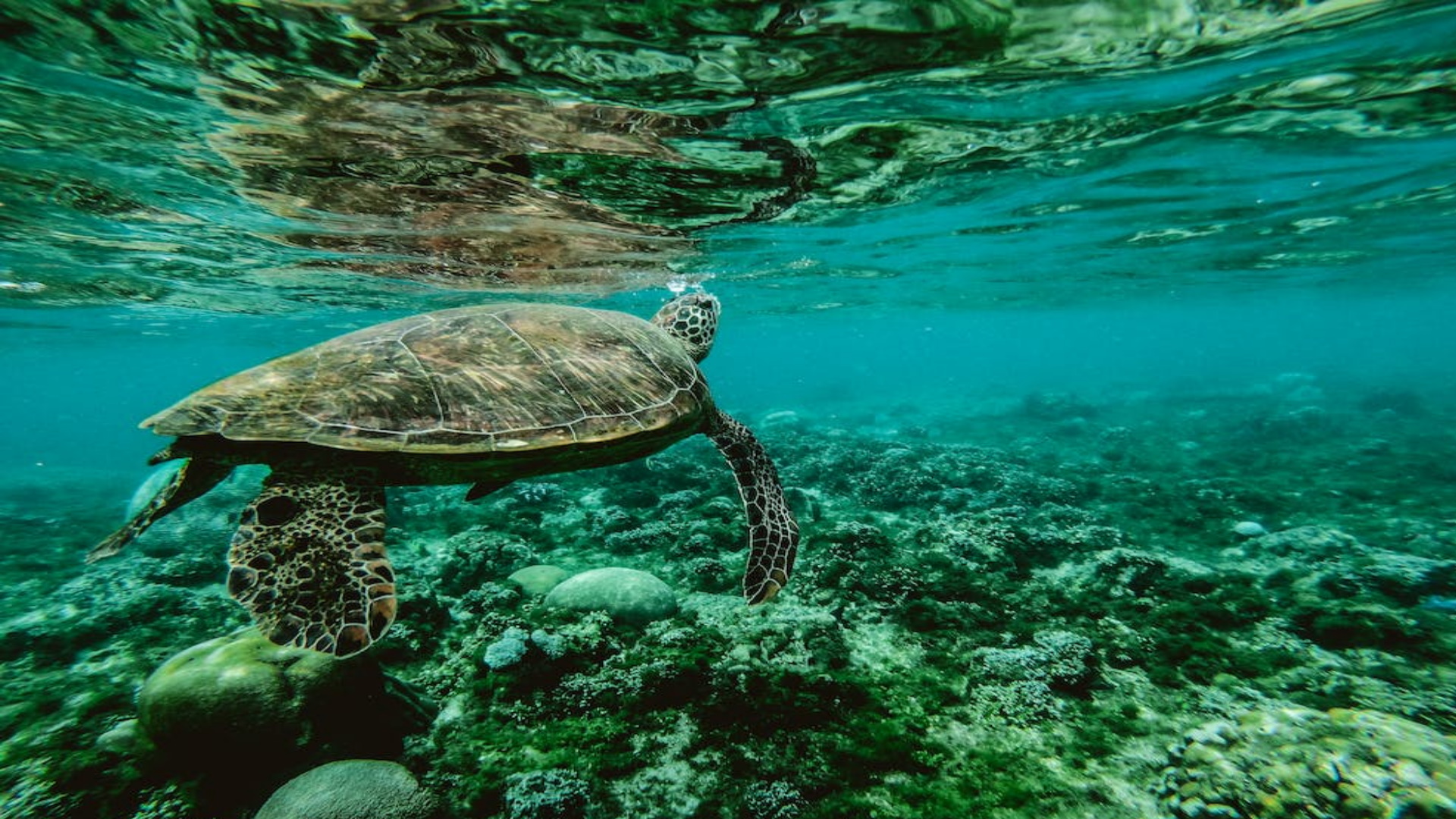 Snorkeling - Akumal Getaways